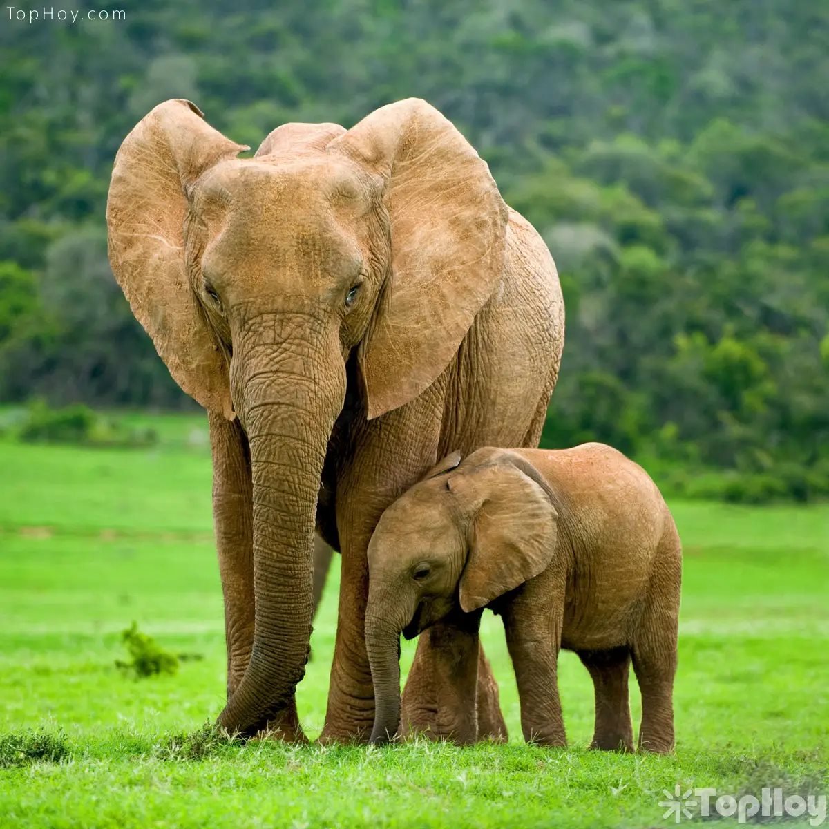 elefante con su cria - TopHoy