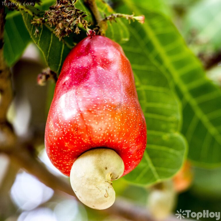 9 propiedades del marañon: La fruta de la memoria