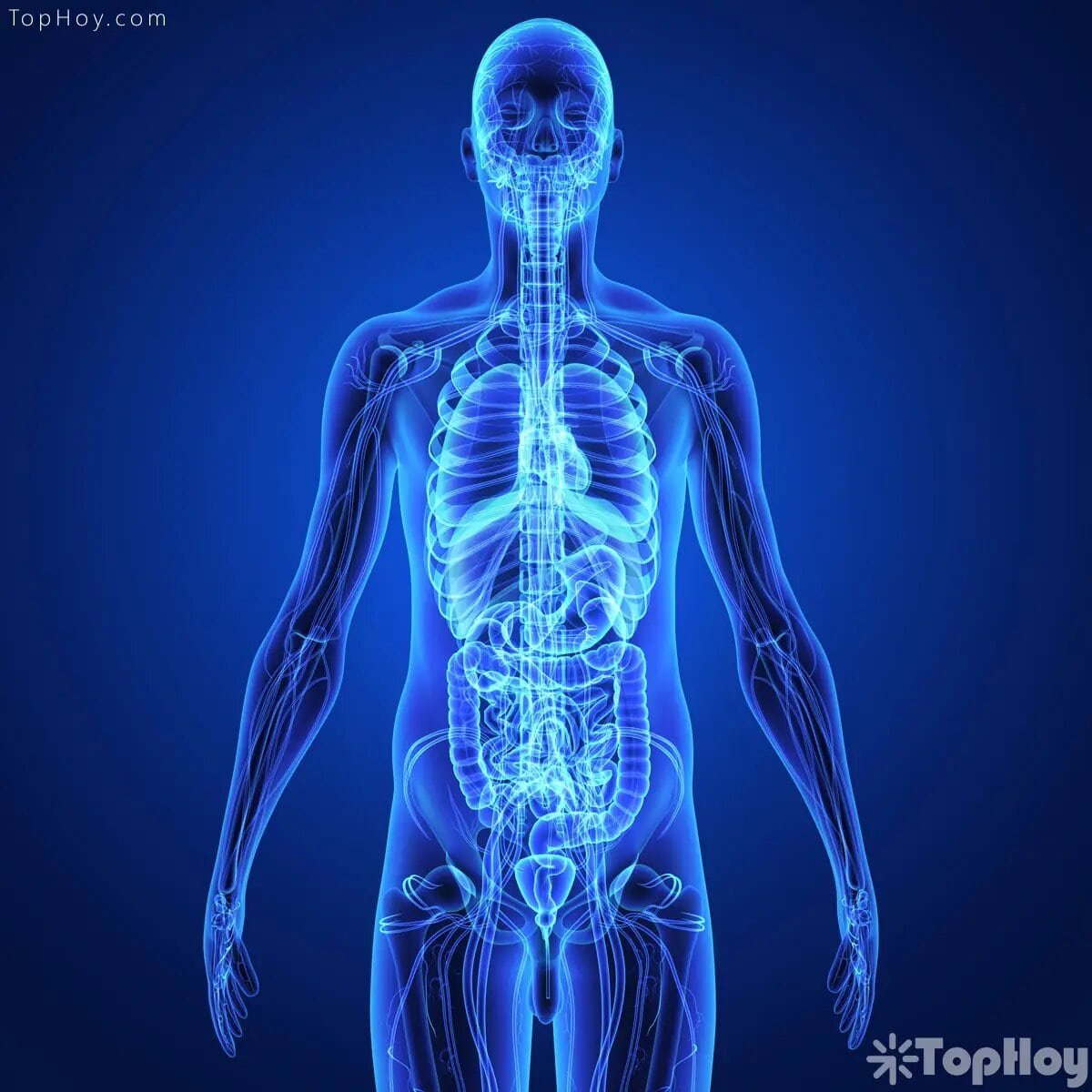 organismo-humano - TopHoy