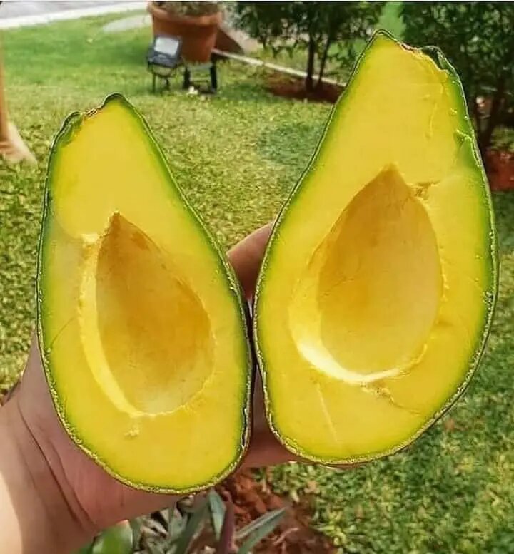 aguacate cubano - TopHoy