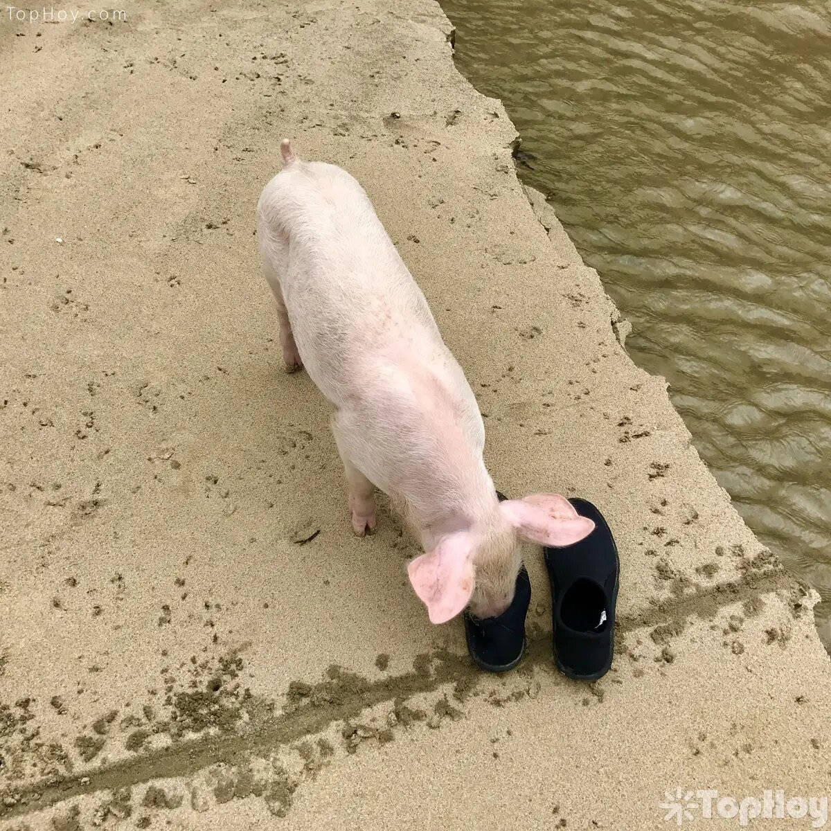 puerco-cerdo-zapatos - TopHoy