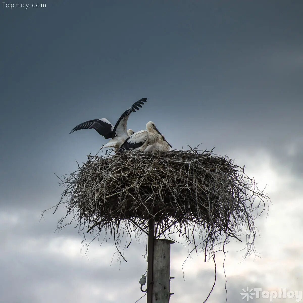 ciguana-nido - TopHoy