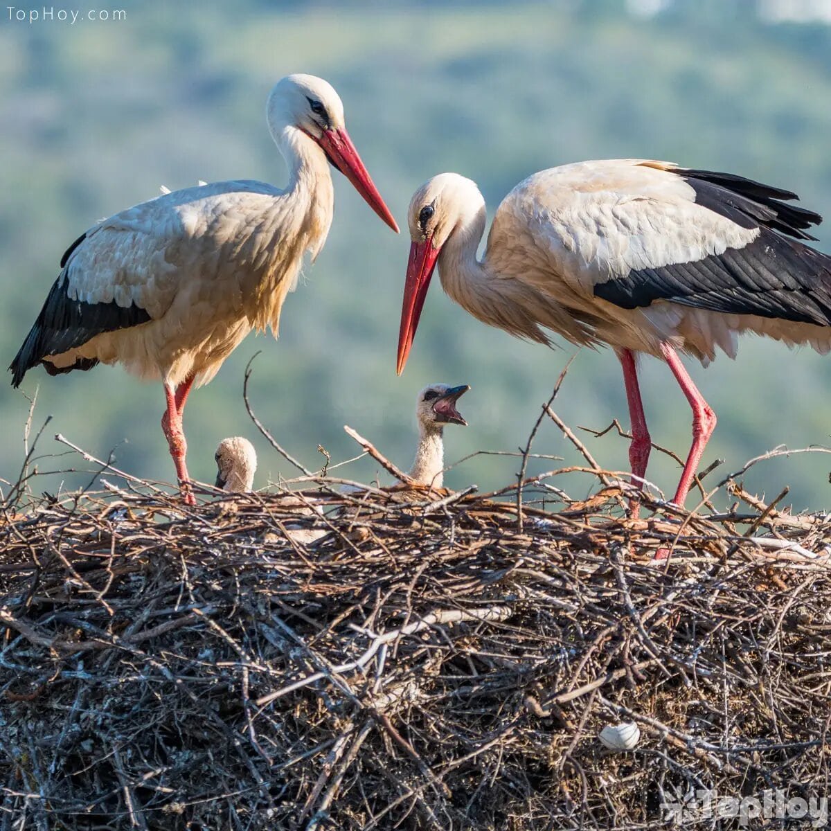 ciguena-familia - TopHoy
