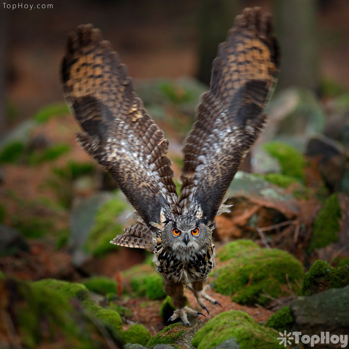 alas del buho - TopHoy