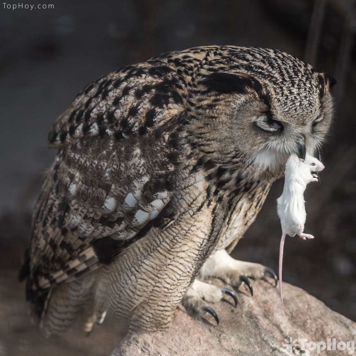 buho comiendo un raton - TopHoy