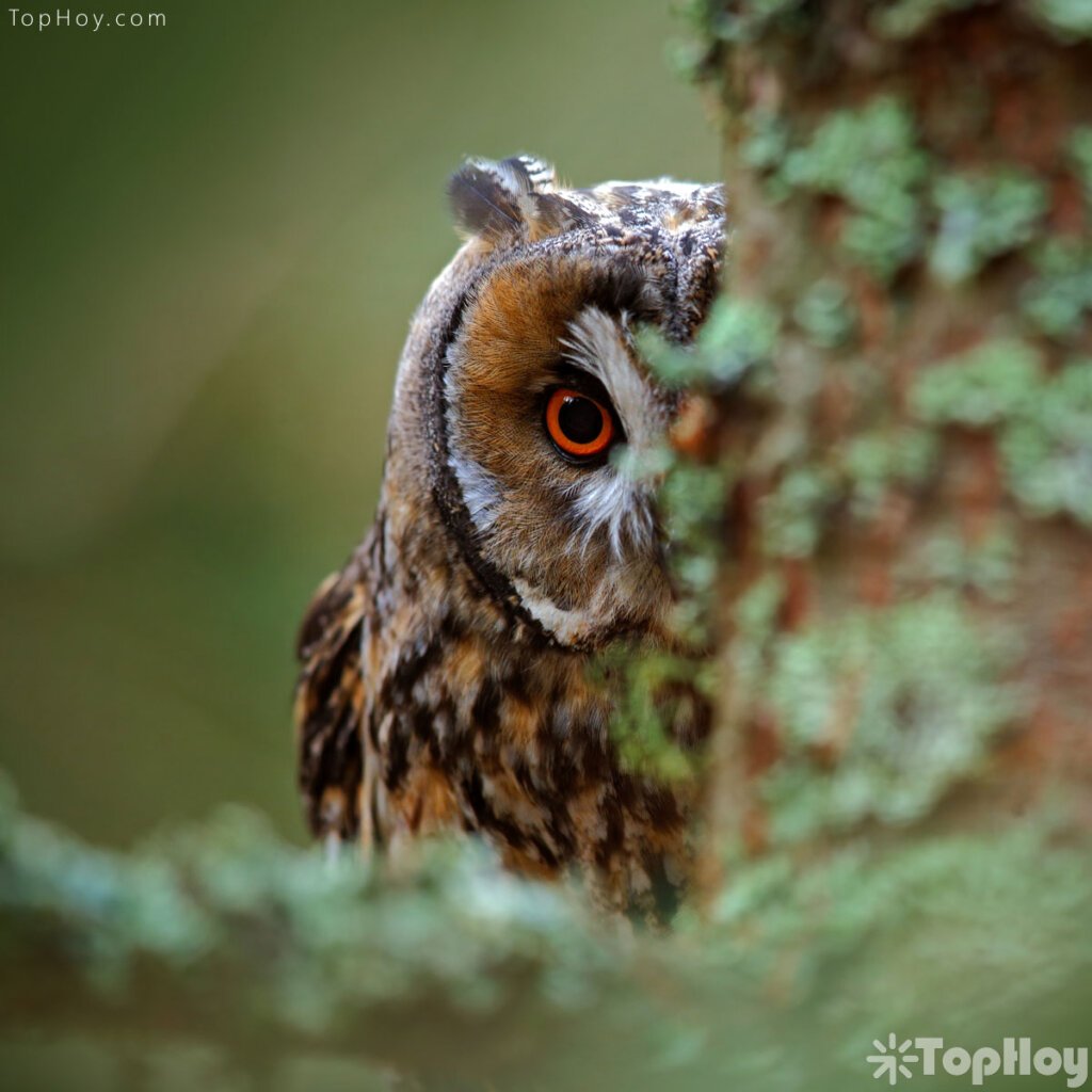 buho volando - TopHoy