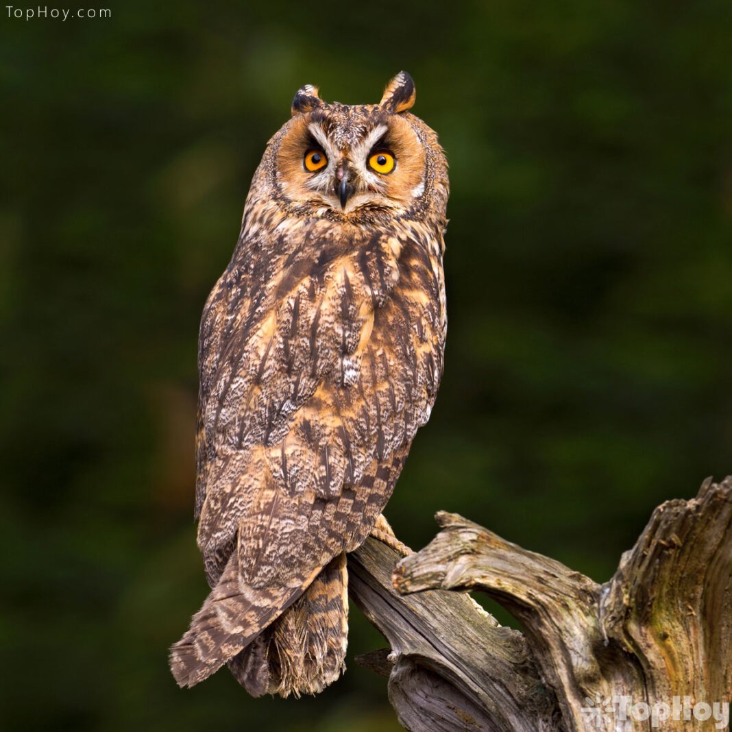 alas del buho - TopHoy