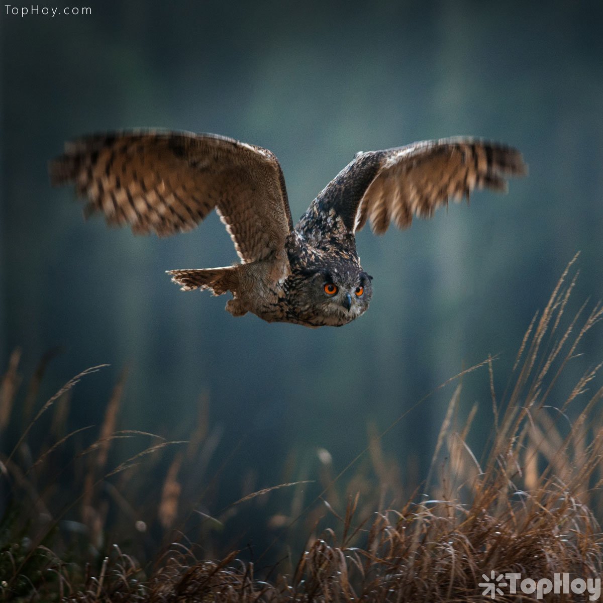 buho volando en la noche - TopHoy