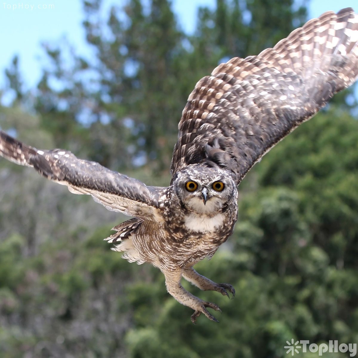 buho volando - TopHoy