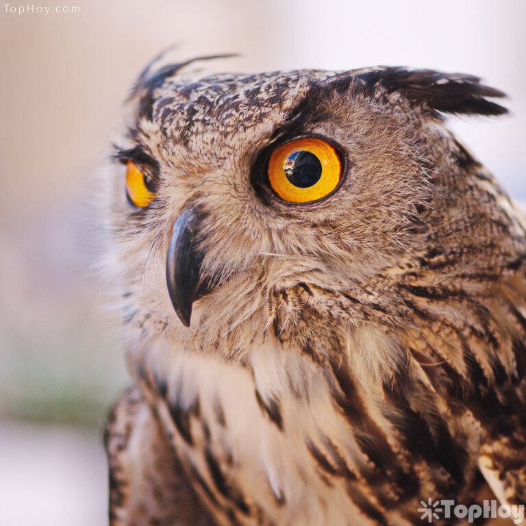 buho volando en la noche - TopHoy