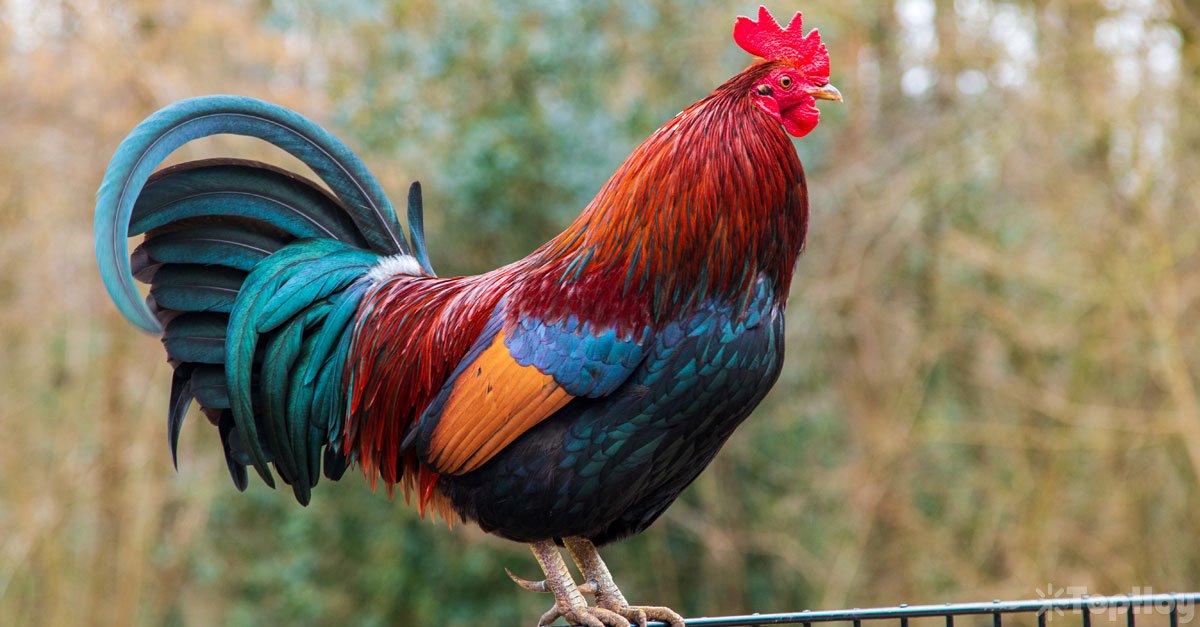 gallo colorido - TopHoy