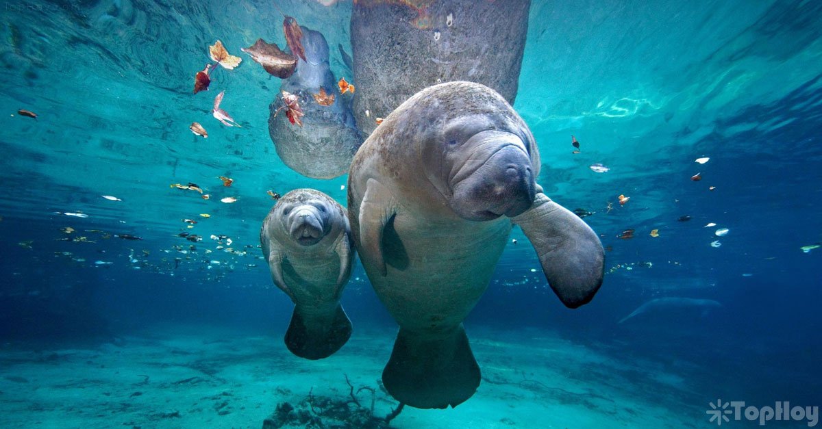 manati con su cria - TopHoy