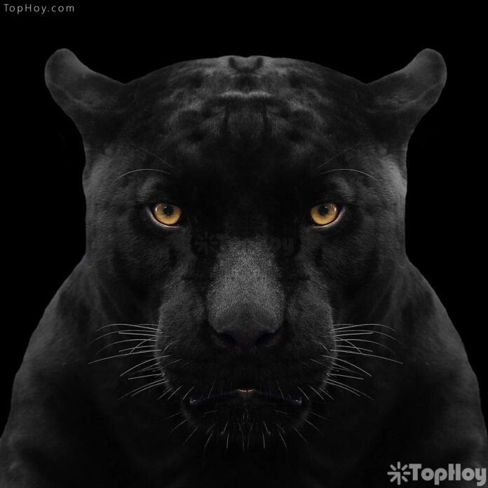 pantera negra comiendo carne - TopHoy