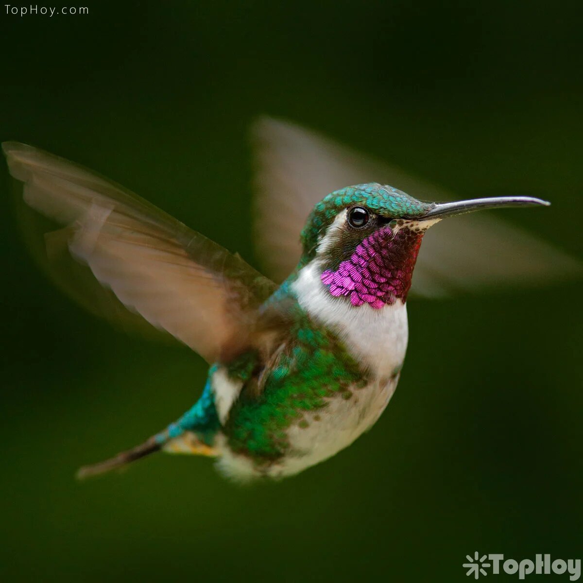 colibri volando - TopHoy