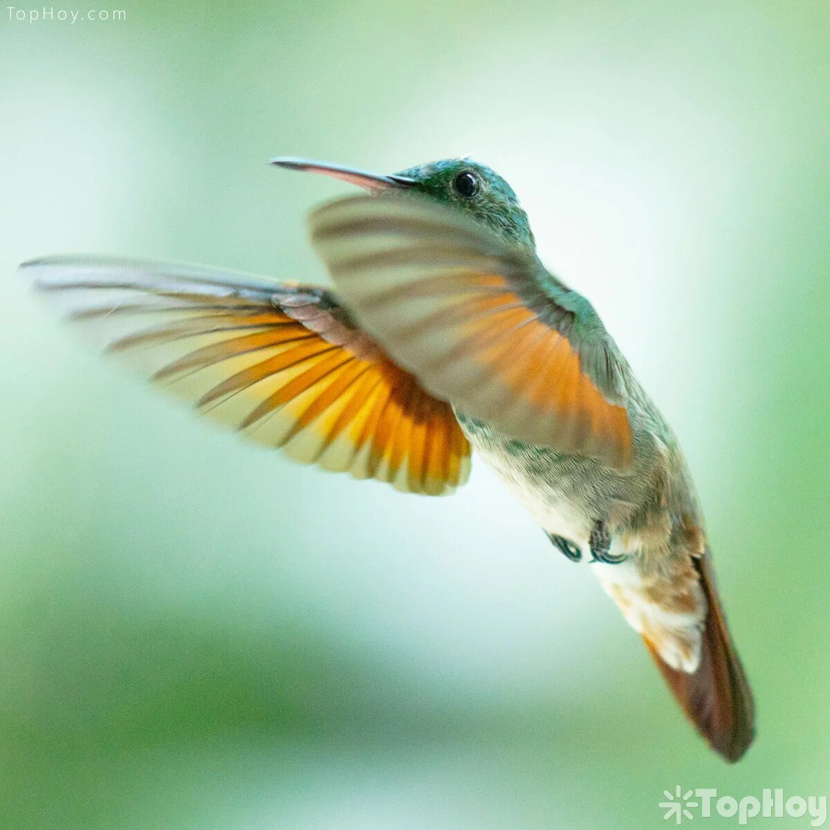colibri volando - TopHoy