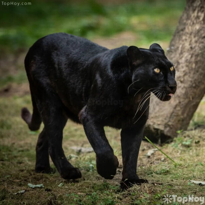 pantera negra comiendo carne - TopHoy