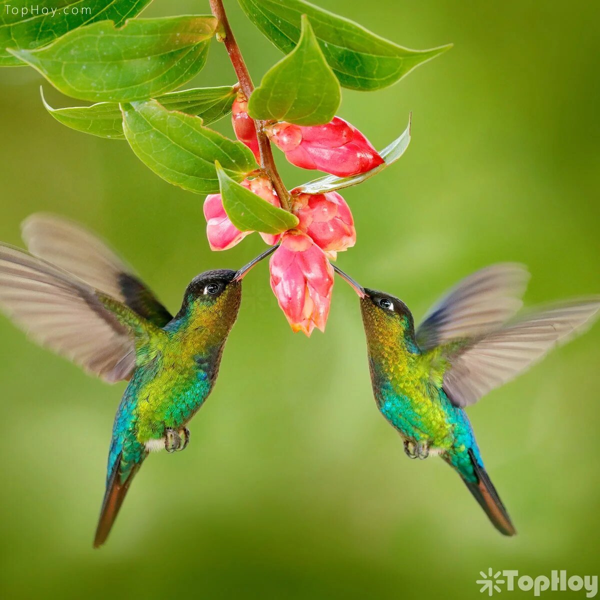 pareja de colibri en una flor - TopHoy